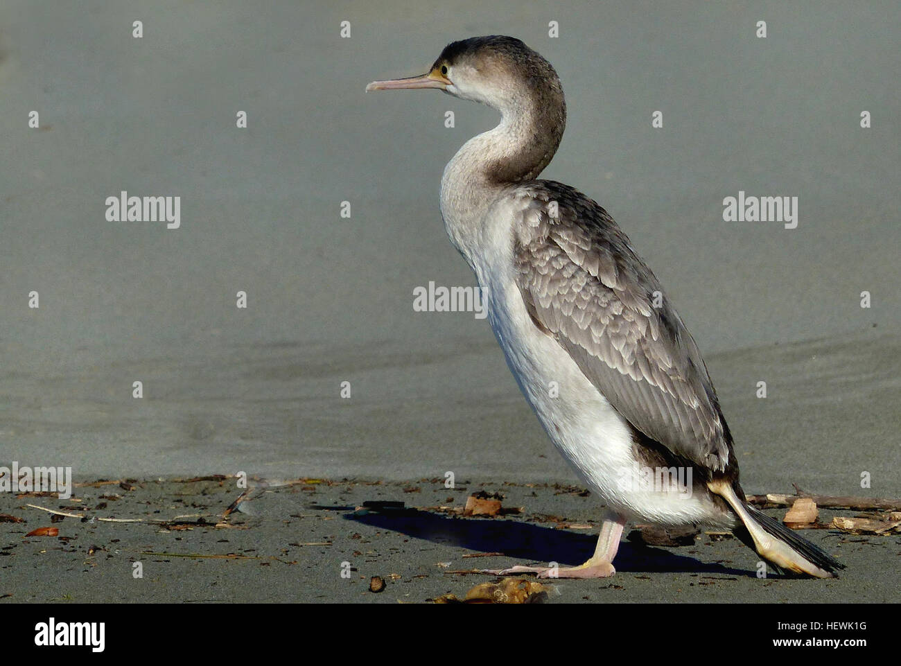 The spotted shag is a light-colored seabird found in New Zealand. Its ...