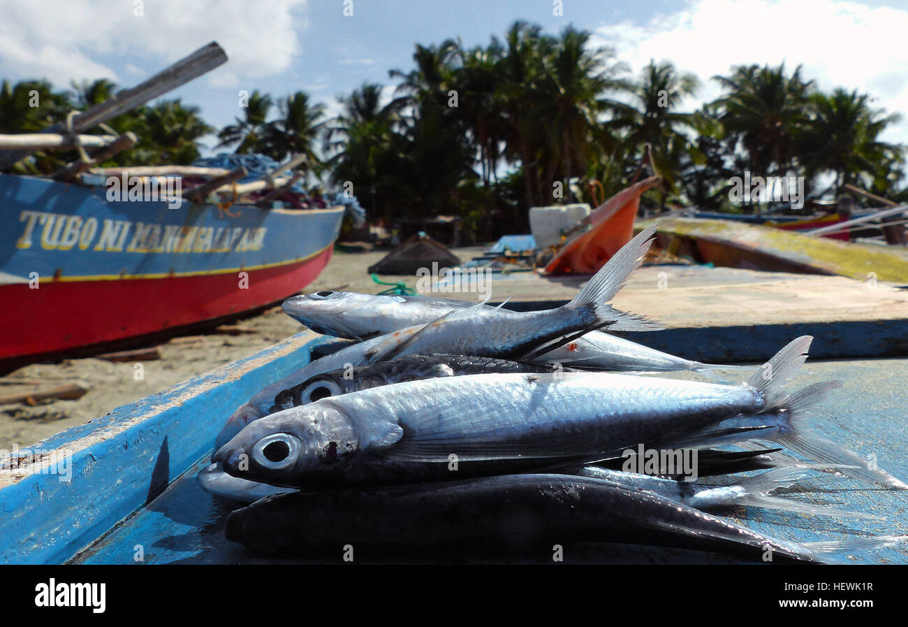 Fish and other echinoderms hi-res stock photography and images - Alamy