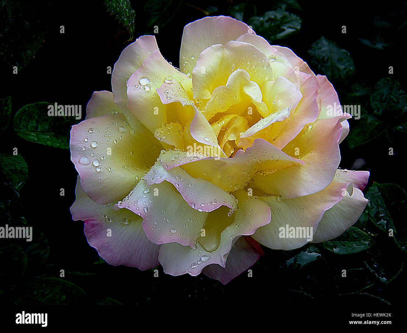Meilland roses hi-res stock photography and images - Alamy