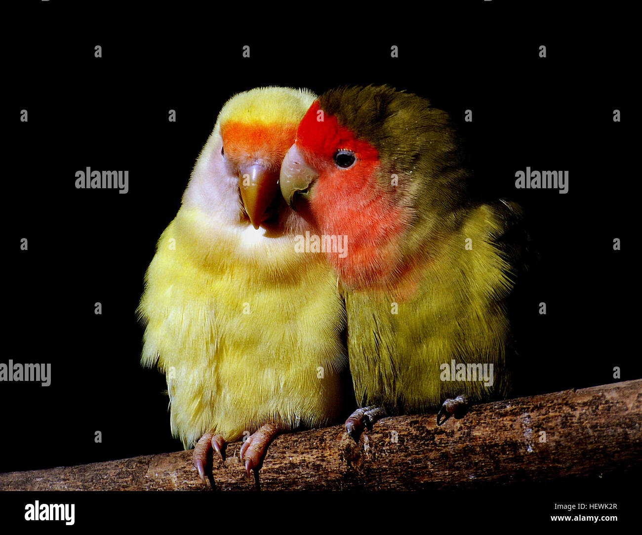 Peach Faced Lovebird In The Wild