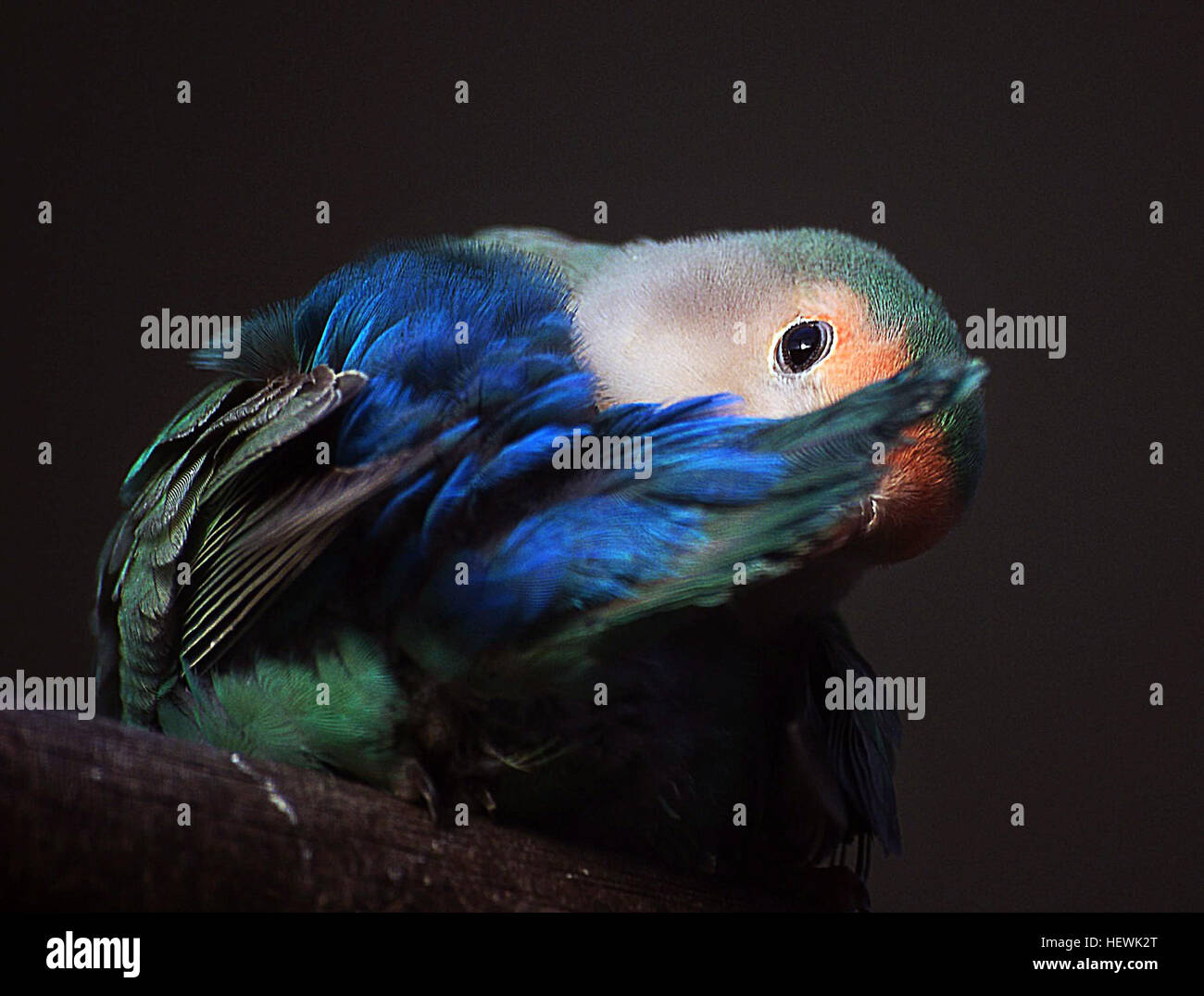 A Lovebird is a small, social parrot known for its monogamous pair ...