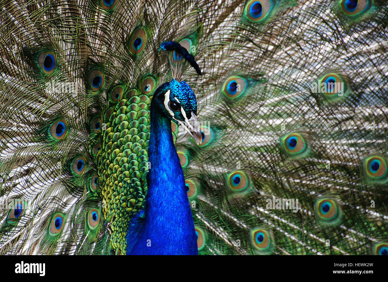 Peacocks, known for their vibrant blue and green plumage, are famous ...