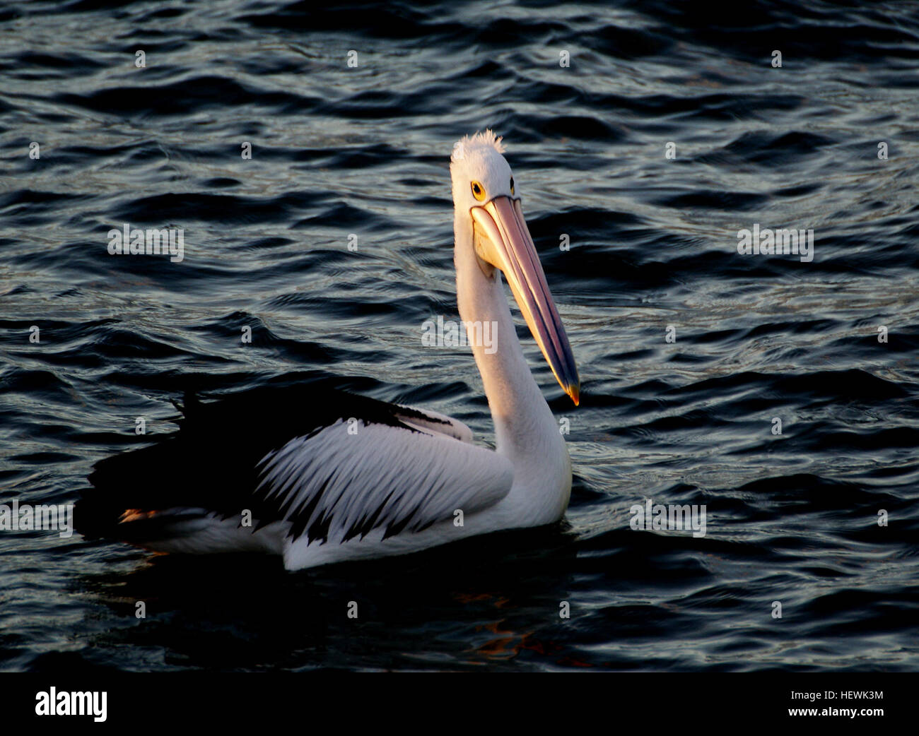 Social birds hi-res stock photography and images - Alamy