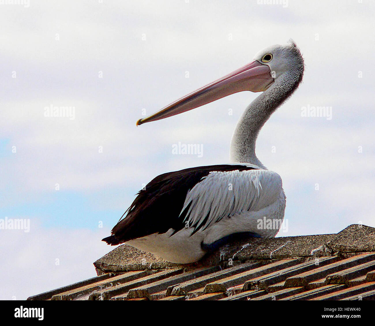 Pelicans are large water birds known for their long beaks and ...