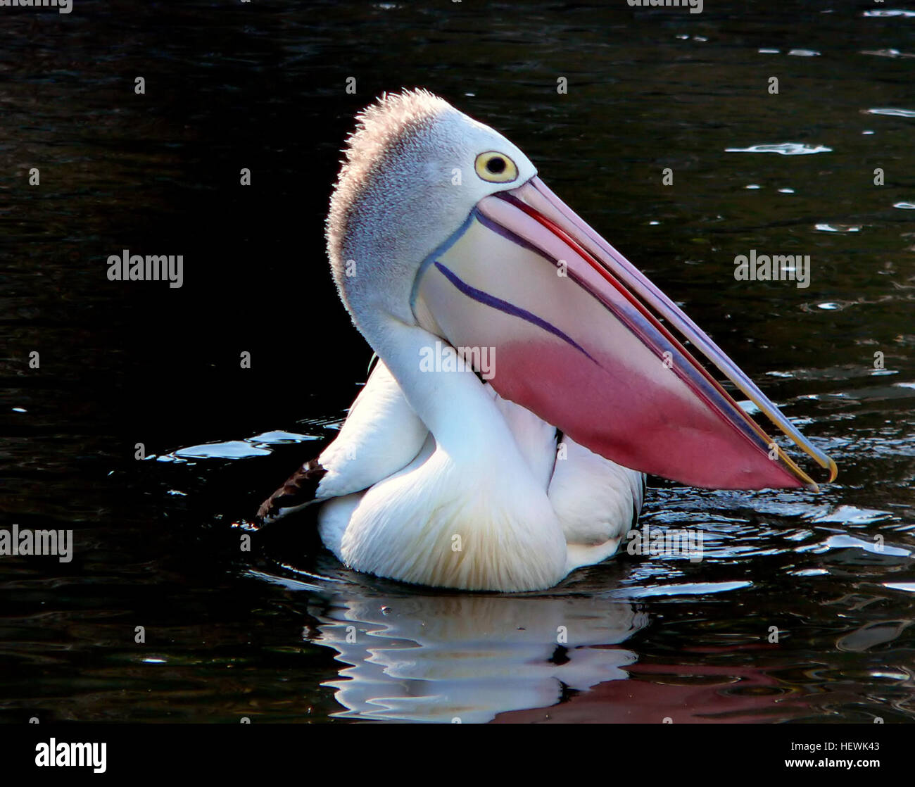 Birds warm climates hi-res stock photography and images - Alamy