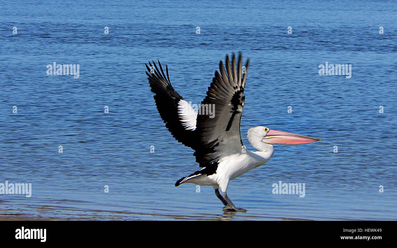 A photograph of pelicans in their natural habitat, capturing their ...