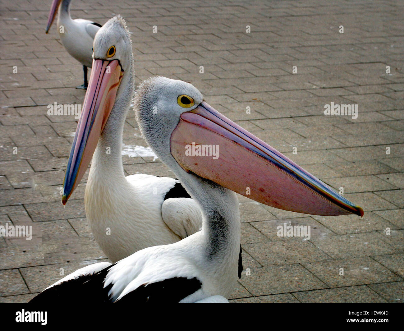 This image features a group of pelicans, known for their distinctive ...