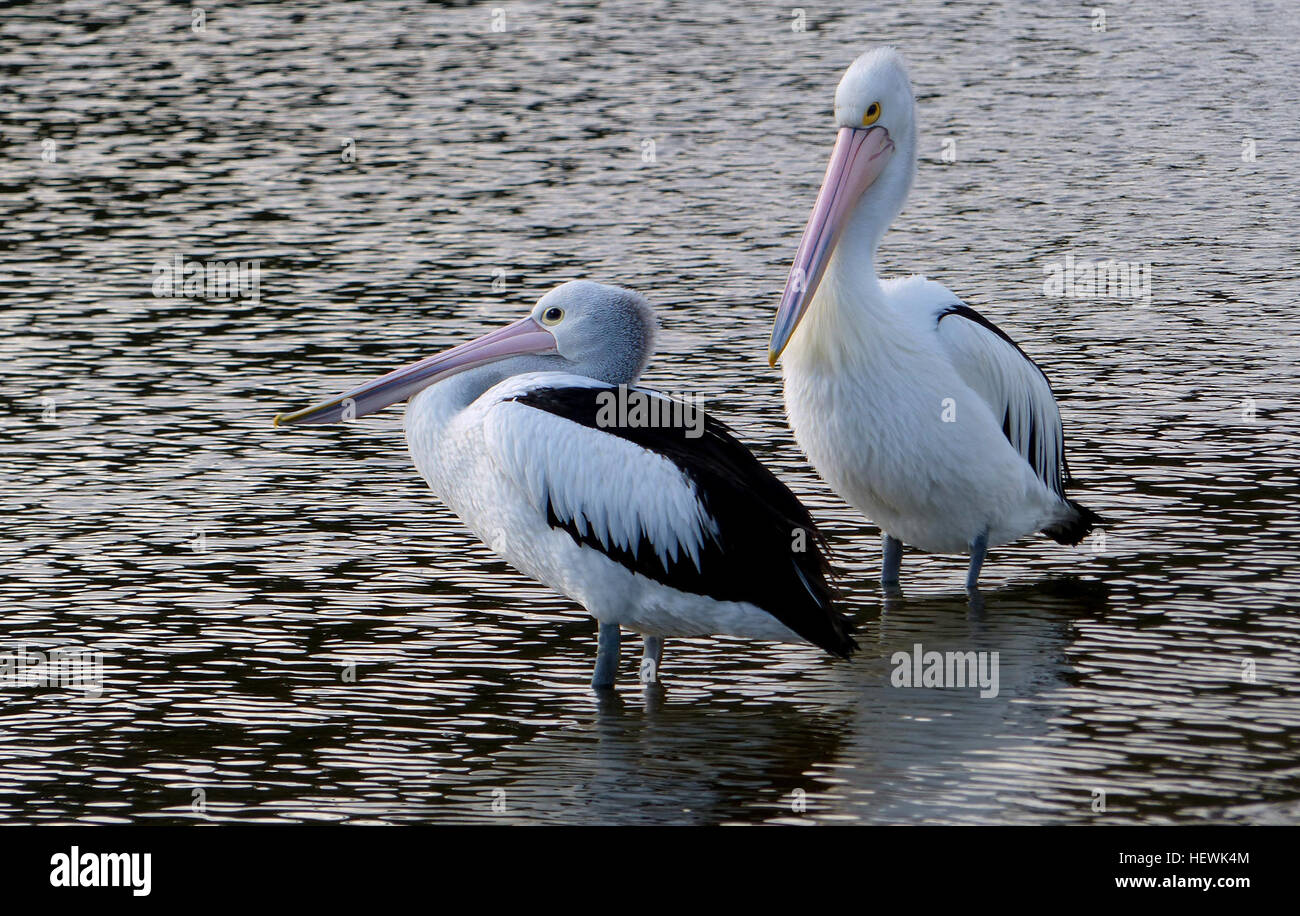 Pelicans are a genus of large water birds that makes up the family ...