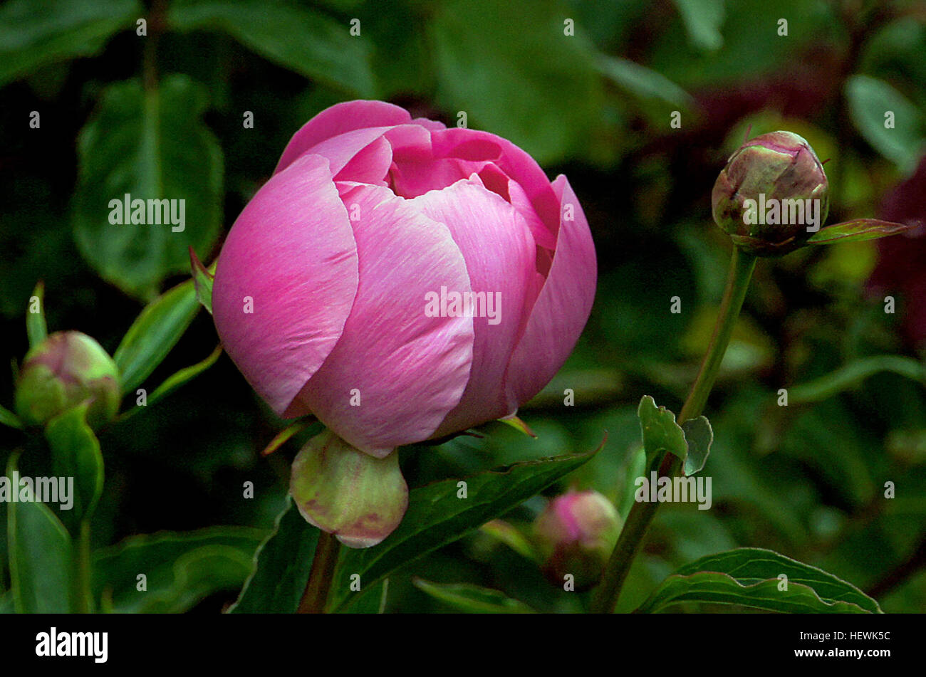 Paeoniaceae family hi-res stock photography and images - Alamy