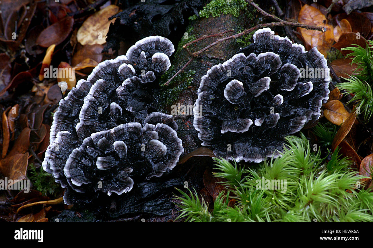 Phellodon sinclarii hi-res stock photography and images - Alamy