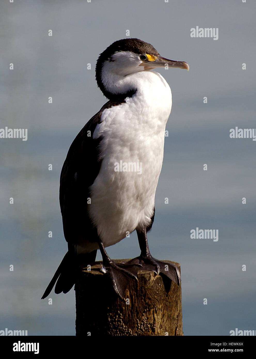 The Pied Shag (Phalacrocorax varius) is a marine bird with distinct ...