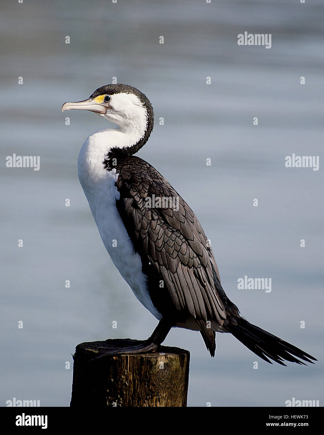 Species resources hi-res stock photography and images - Alamy