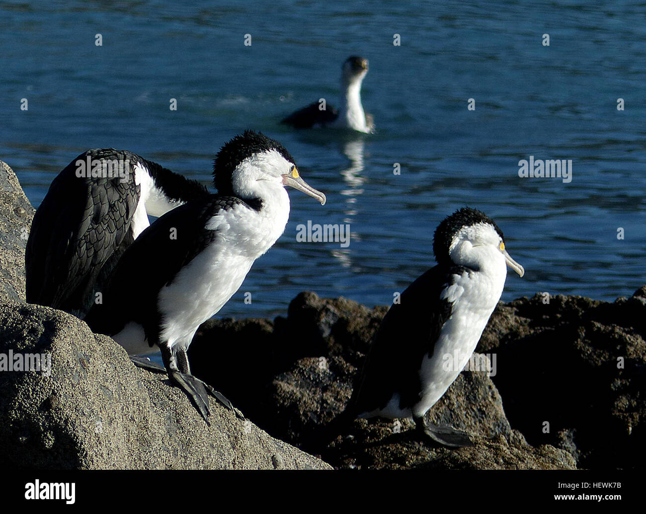 Exclusively associated hi-res stock photography and images - Alamy