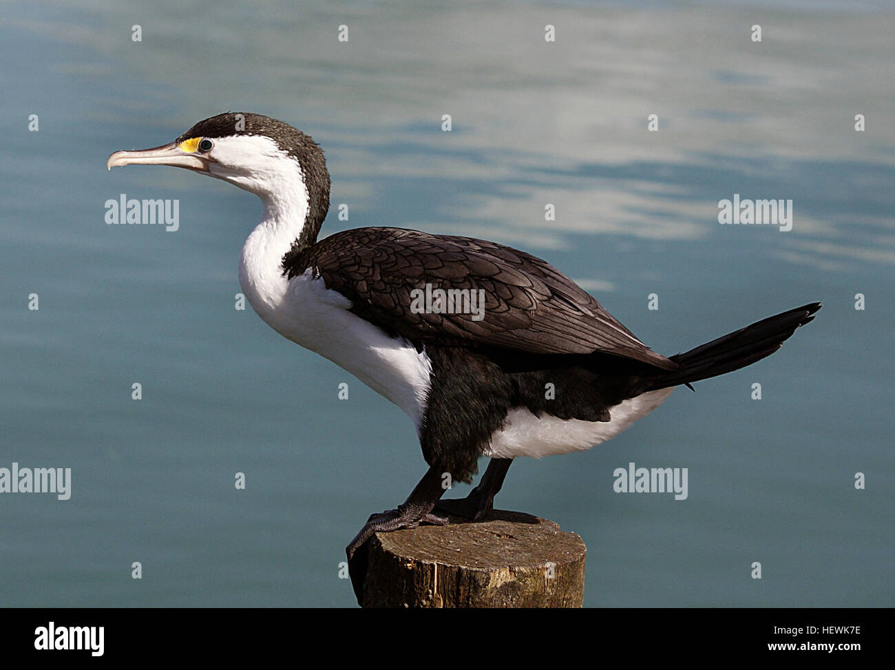 The Pied Shag, a large black-and-white seabird, is commonly found ...