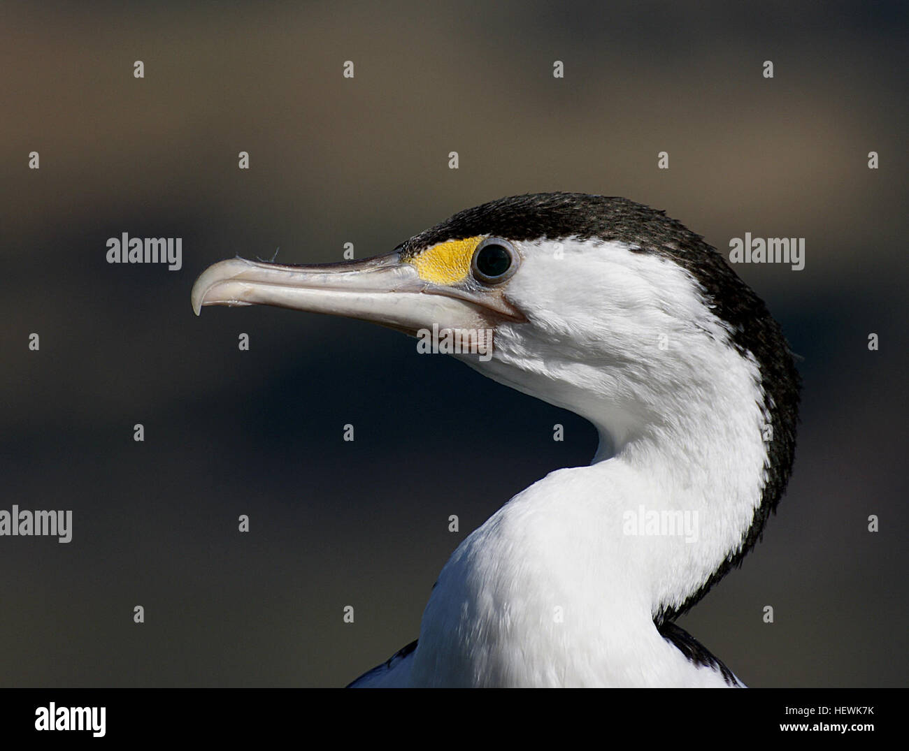 The Australian Pied Cormorant (Phalacrocorax varius), also known as the ...