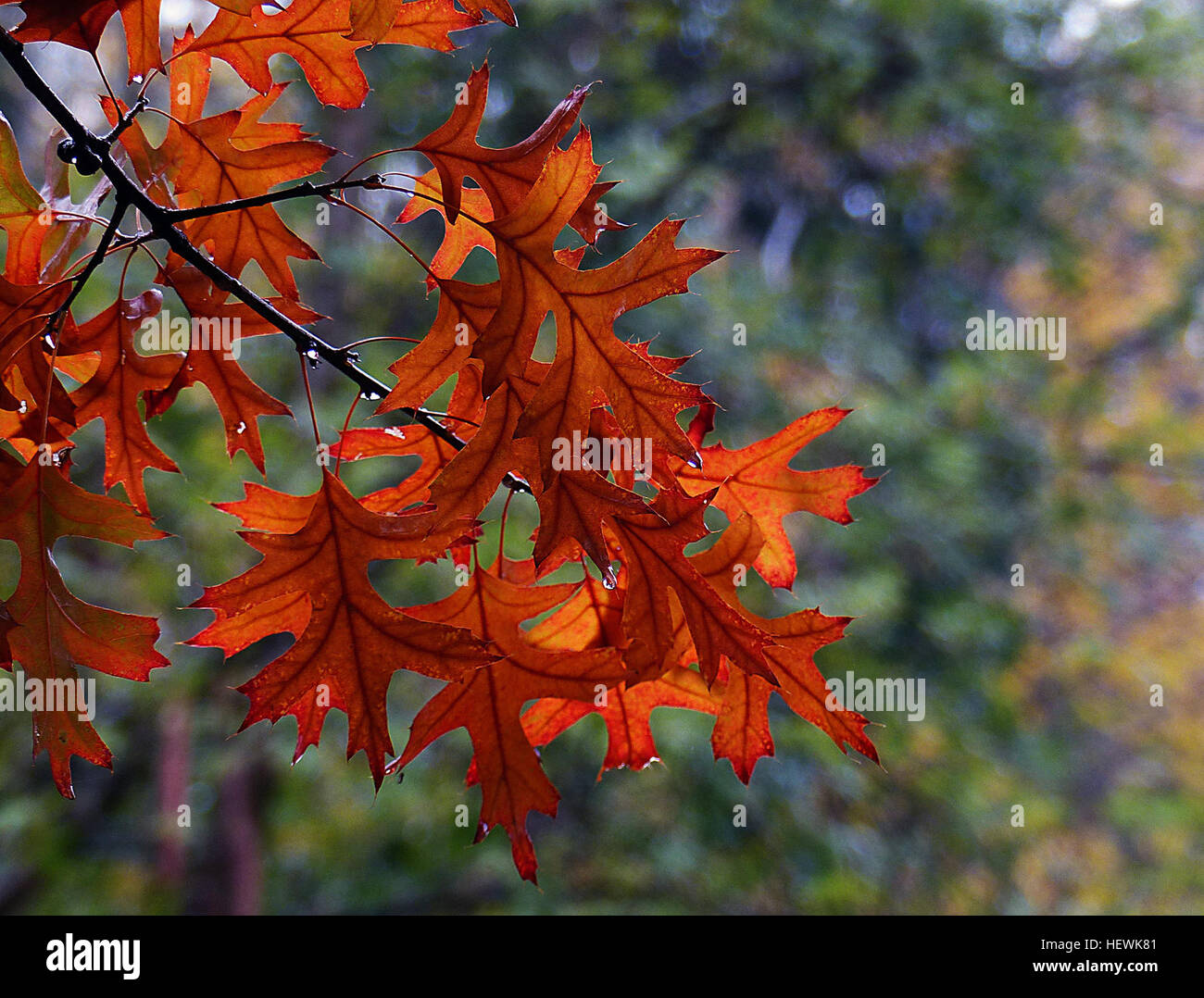 Pin oak trees hi-res stock photography and images - Alamy