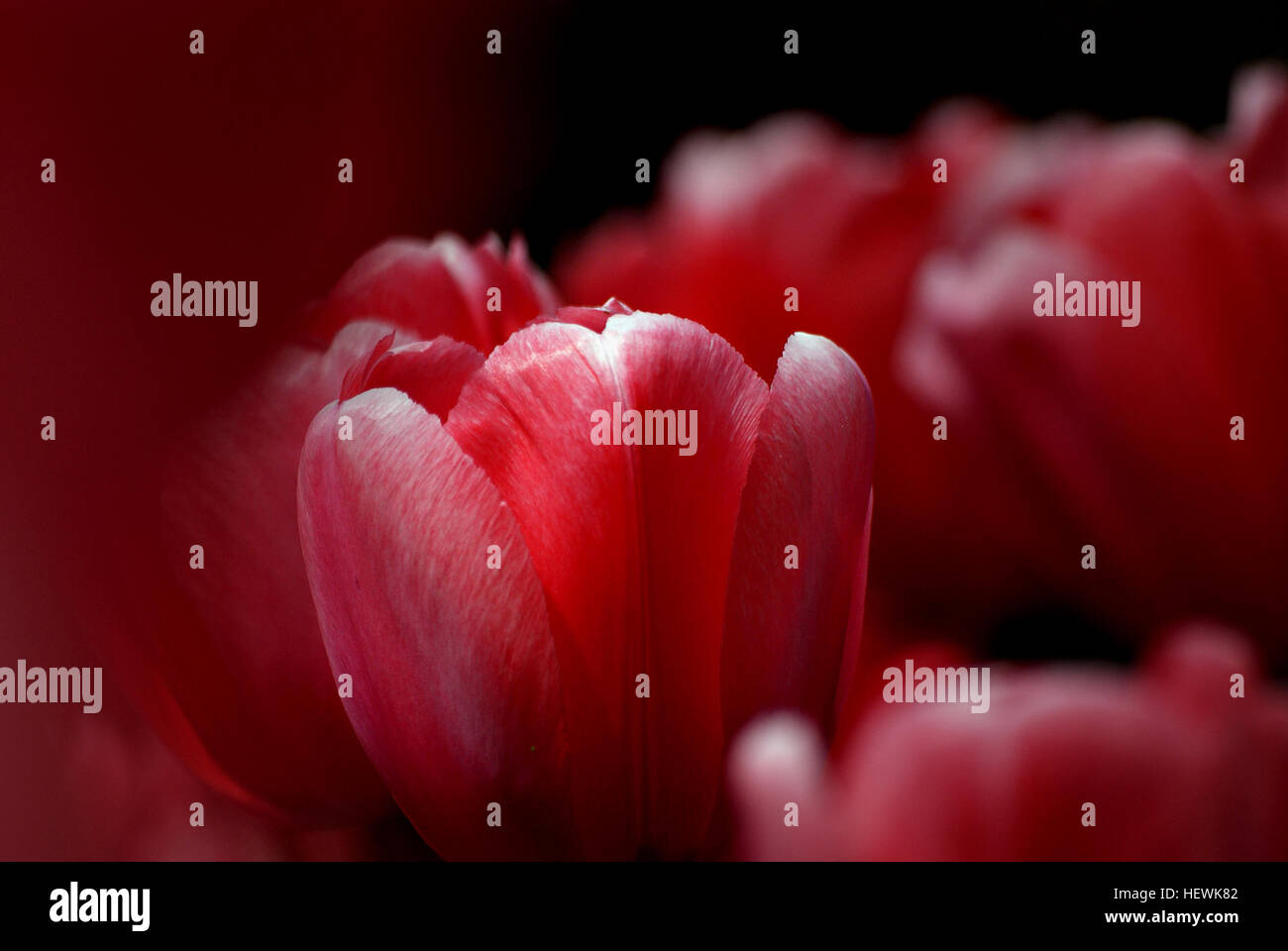 Temperate climates hi-res stock photography and images - Alamy