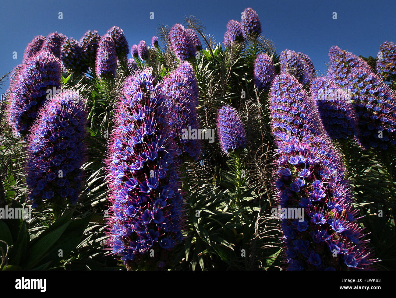 Echium candicans, or Pride of Madeira, is a tall perennial subshrub ...