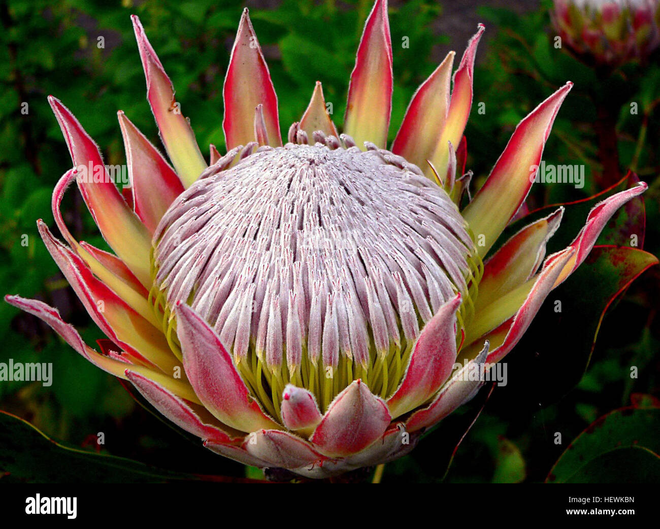 A close-up photograph of the King Protea, a native flower of South ...
