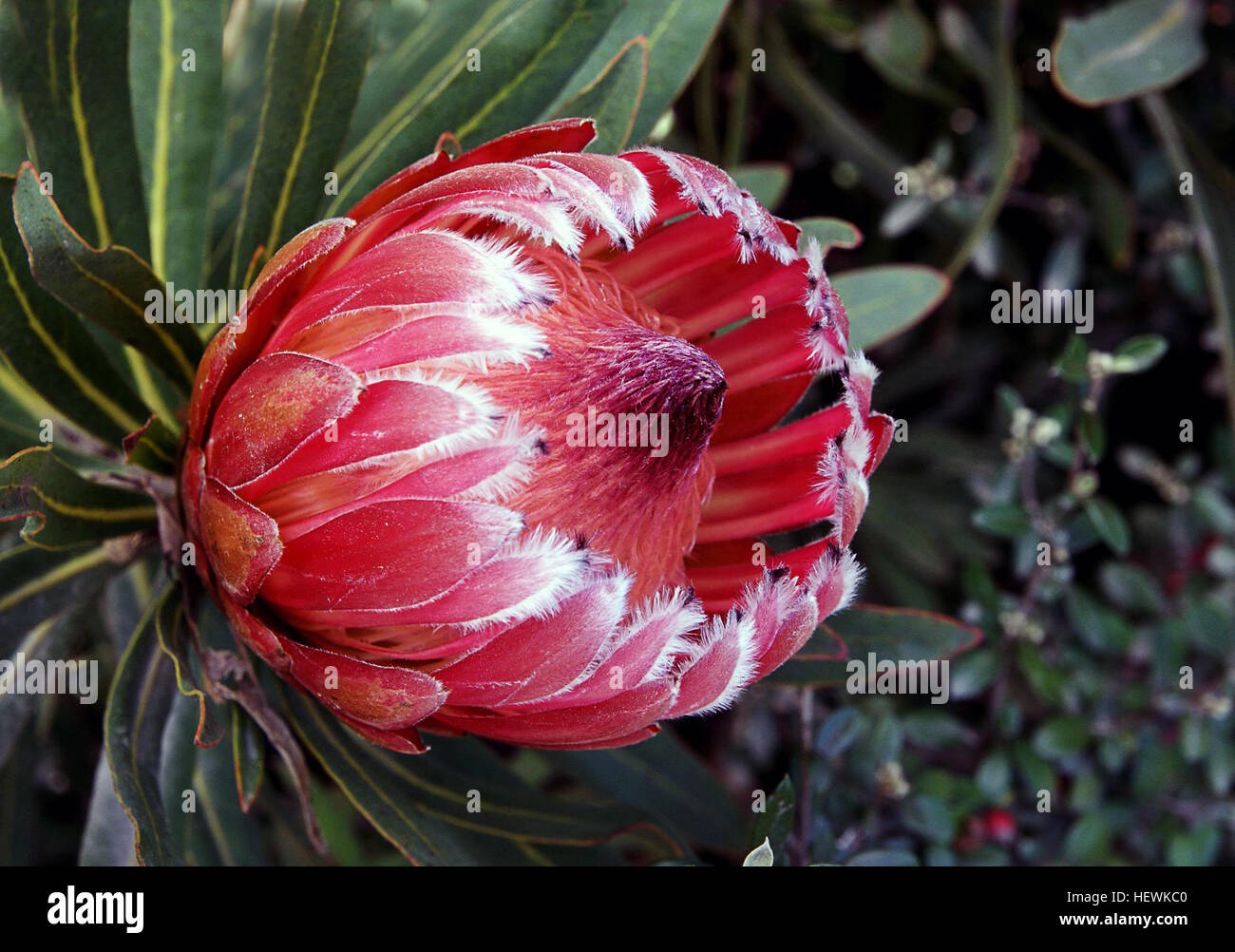 Photography as an art form captures moments, emotions, and scenes from ...