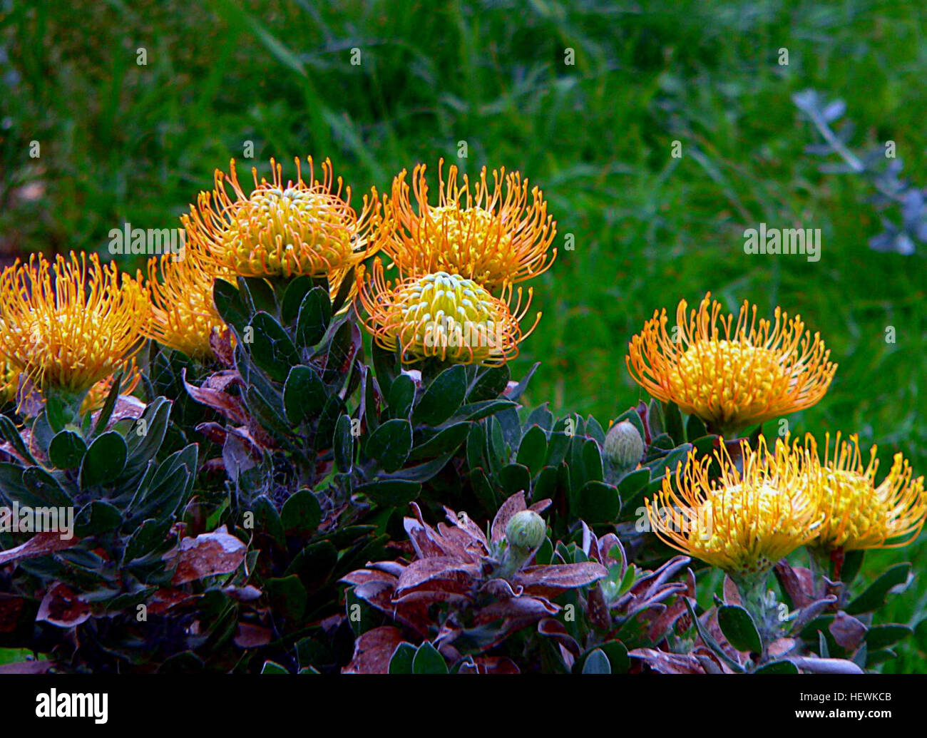 This photograph features proteas, a striking group of flowers known for ...