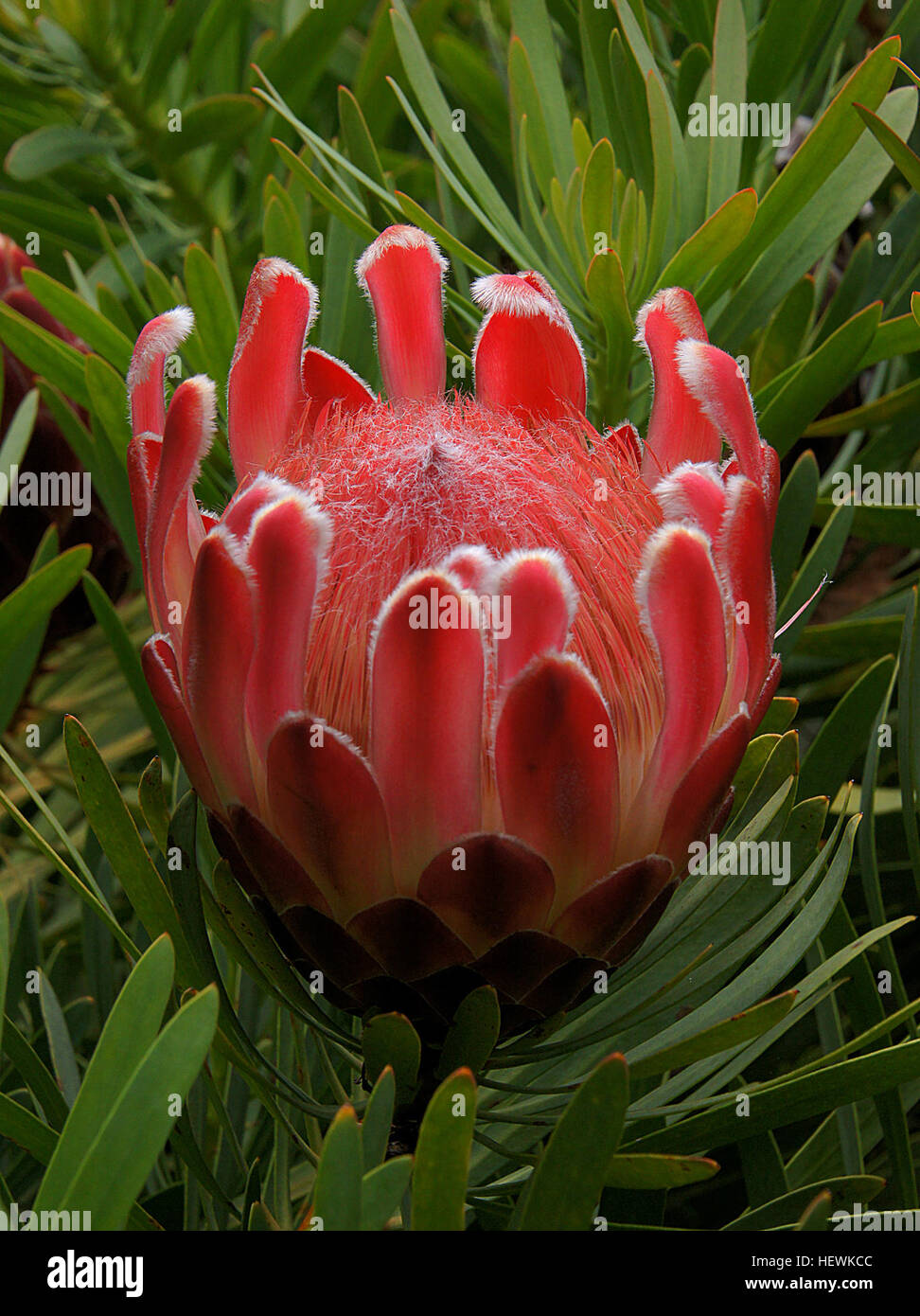 Protea flower national symbol hi-res stock photography and images - Alamy