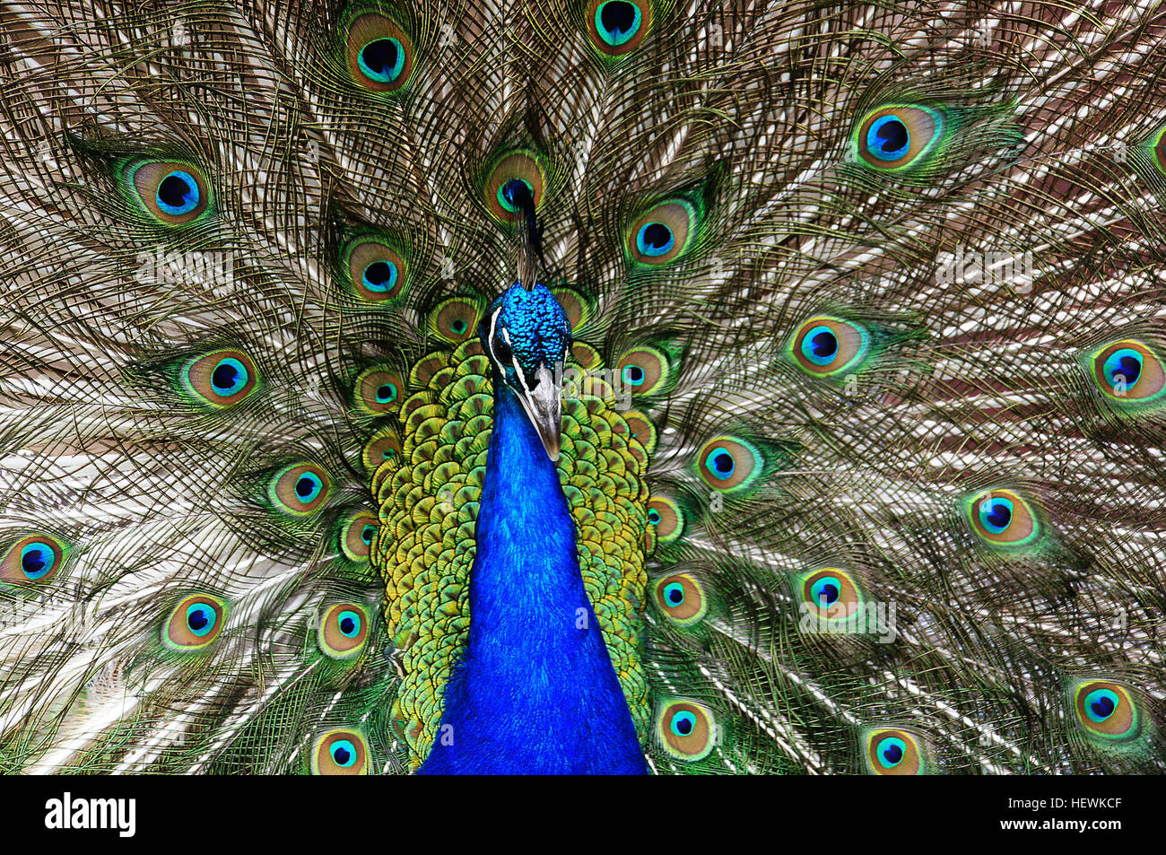 Peacock facts hi-res stock photography and images - Alamy