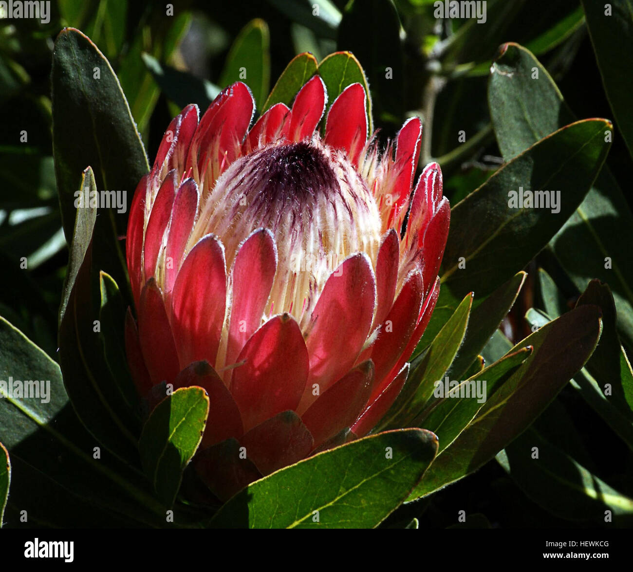 Symbolizes south africa hi-res stock photography and images - Alamy