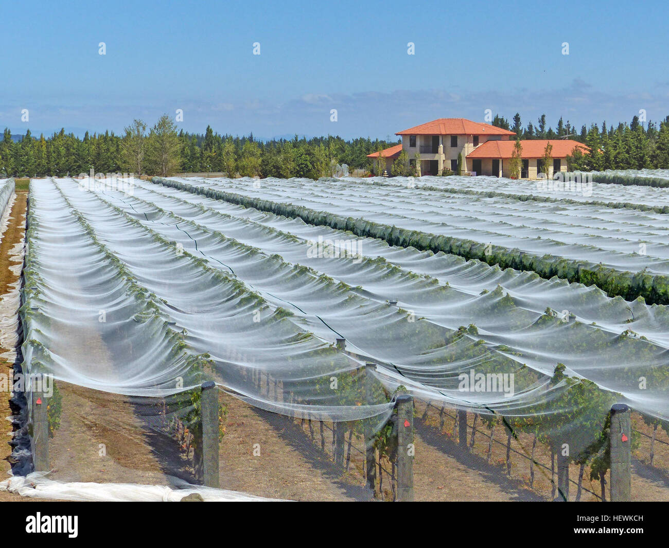 Once veraison (grape ripening) has set in, birds can be one of the ...