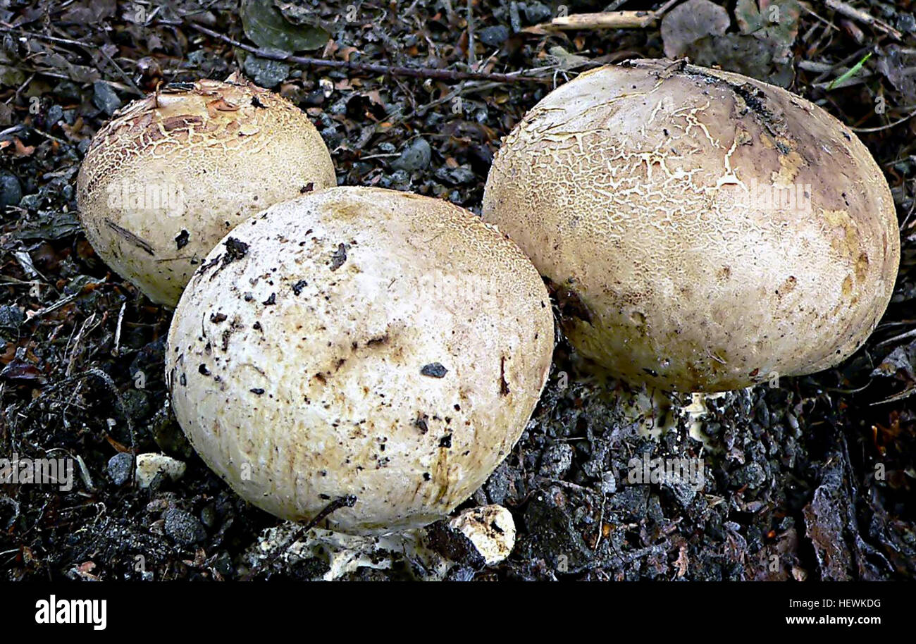 Puffballs range widely in size and appearance--from tiny species that ...