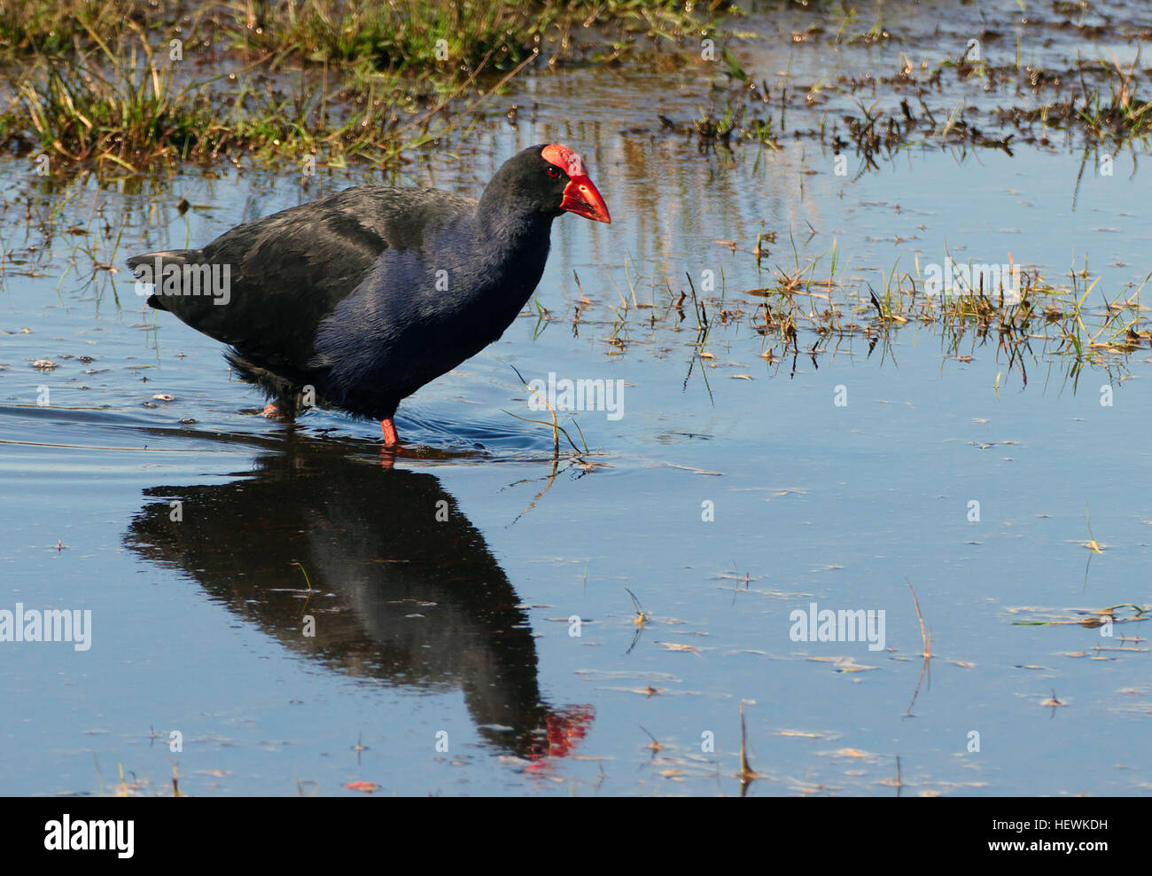 Pukeko new zealand swamp hen hi-res stock photography and images - Alamy