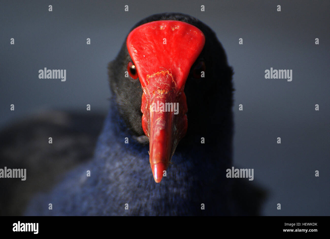 New zealand pukeko native hi-res stock photography and images - Alamy