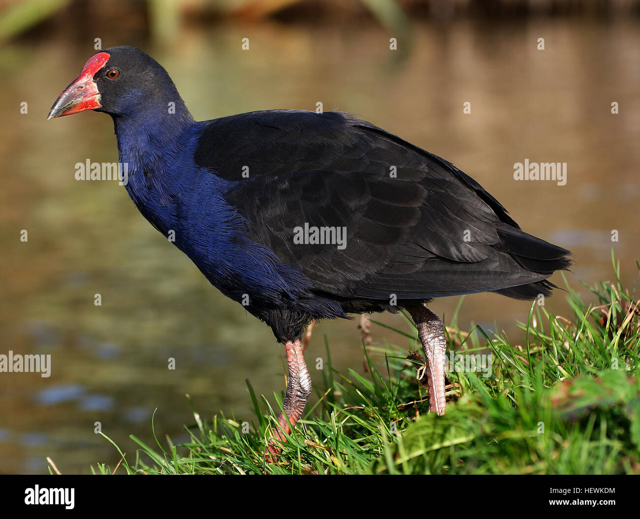 This image features a vibrant blue and red bird, commonly identified as ...