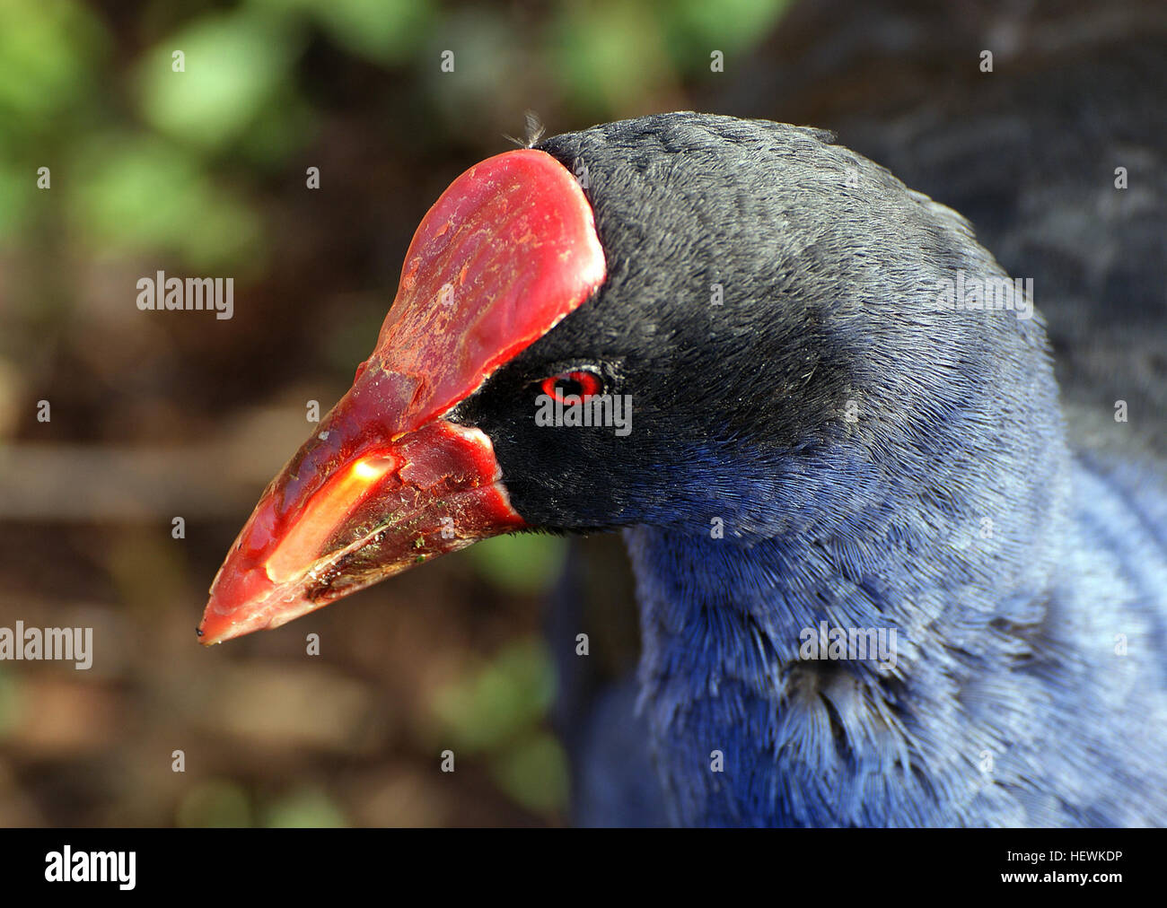 The photograph captures a Bluebird alongside the Pukeko, a native bird ...