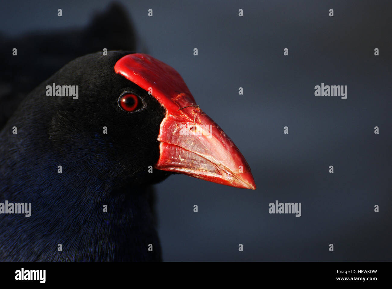 Pukeko behavior hi-res stock photography and images - Alamy