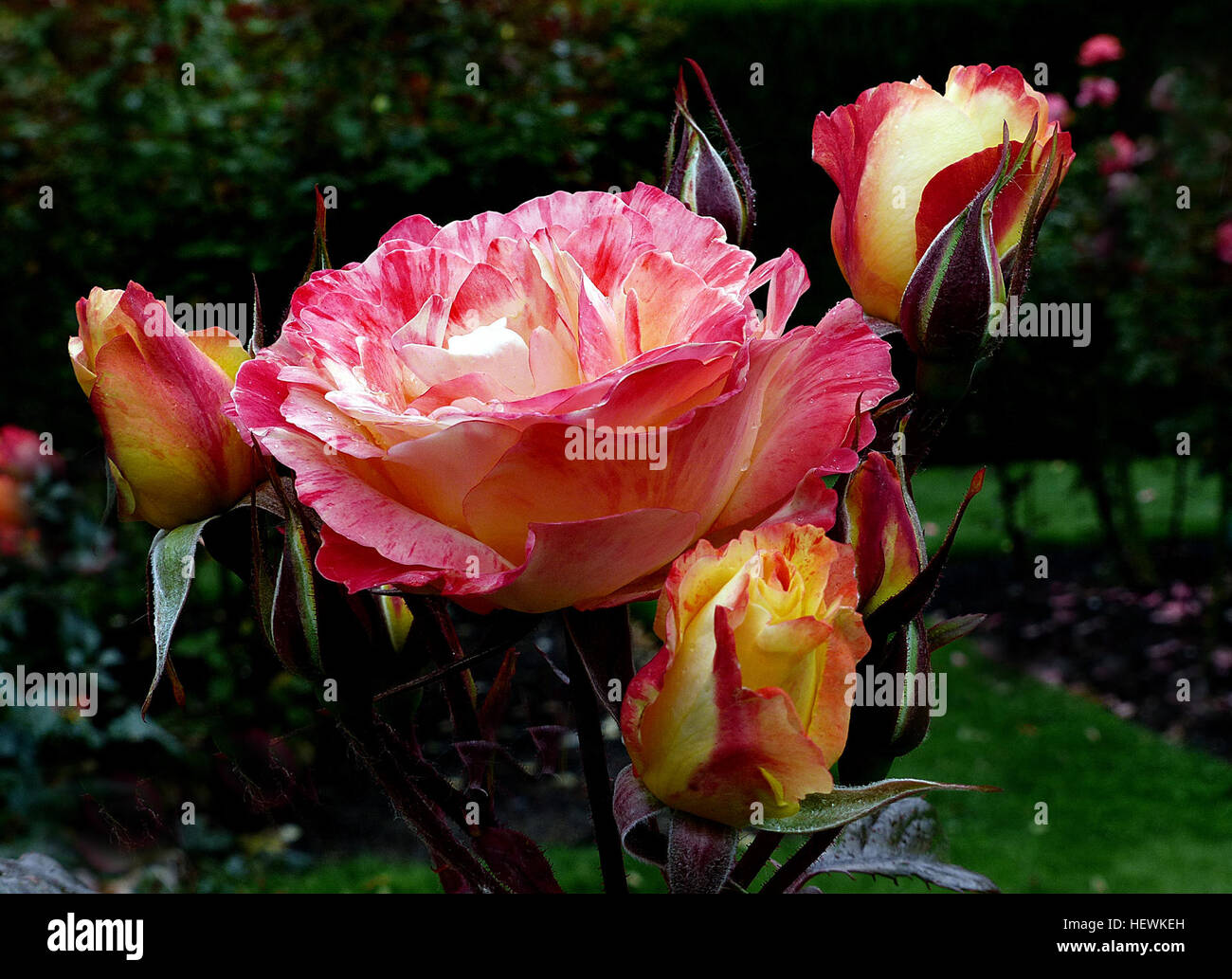 Mild fragrant rose hi-res stock photography and images - Alamy