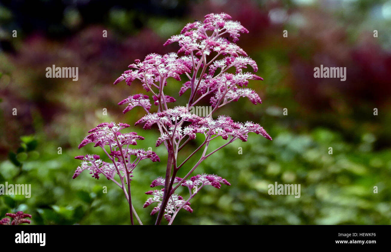 Frequent division hi-res stock photography and images - Alamy