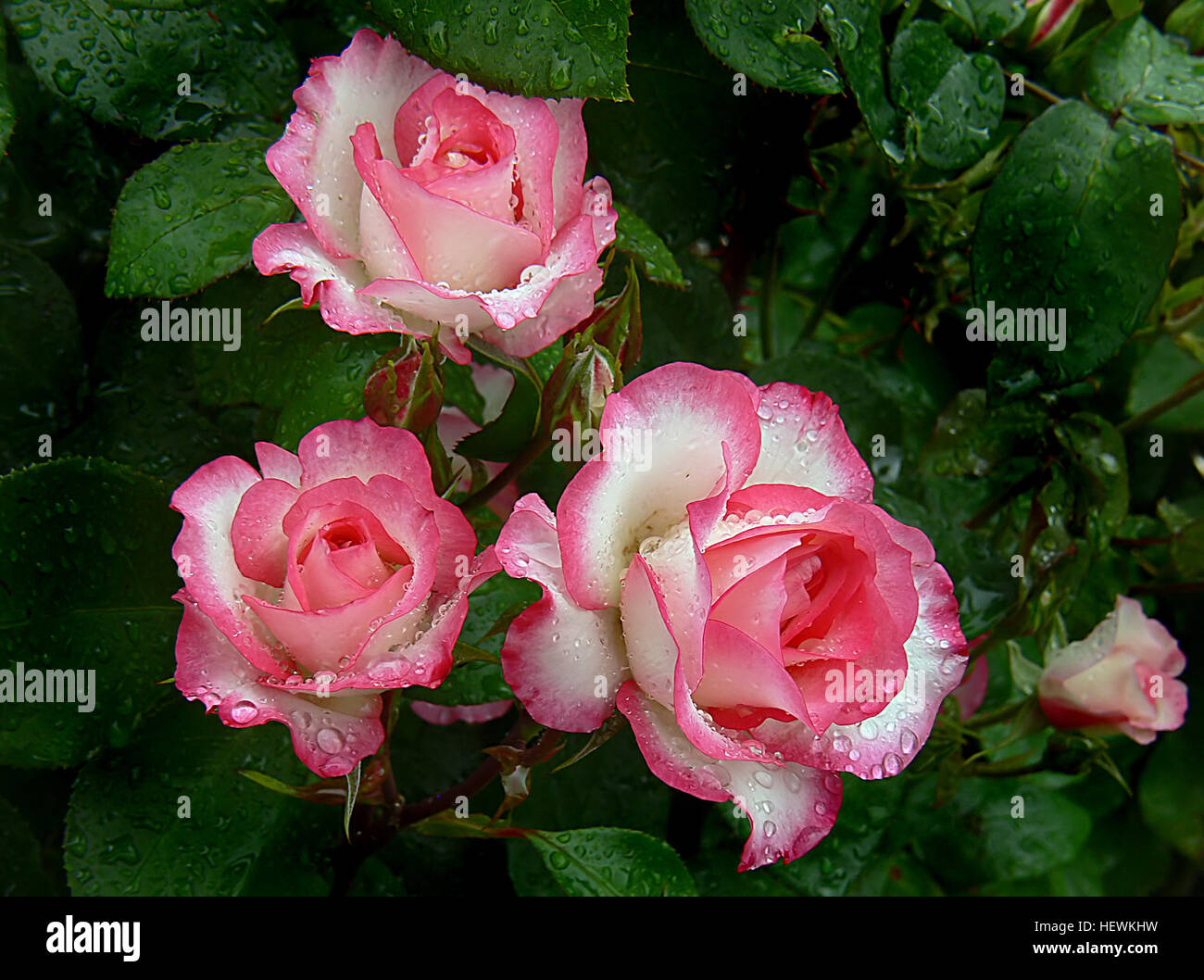 'Raspberry Ice' is a hybrid rose known for its distinctive creamy white ...