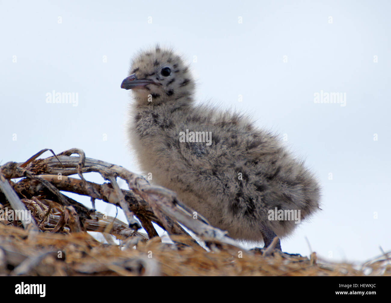 This photograph captures a group of fluffy, fledgling *Red-billed Gulls ...