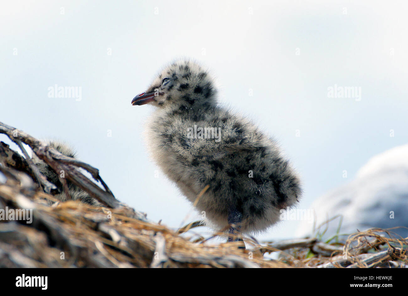 Showcasing the early stages of its life cycle hi-res stock photography ...