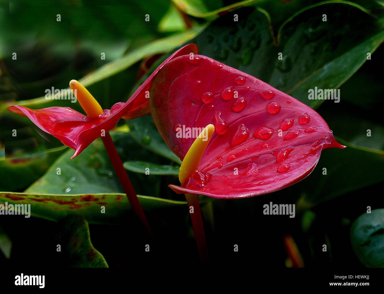 Anthurium is a genus of flowering plants in the Araceae family, known ...