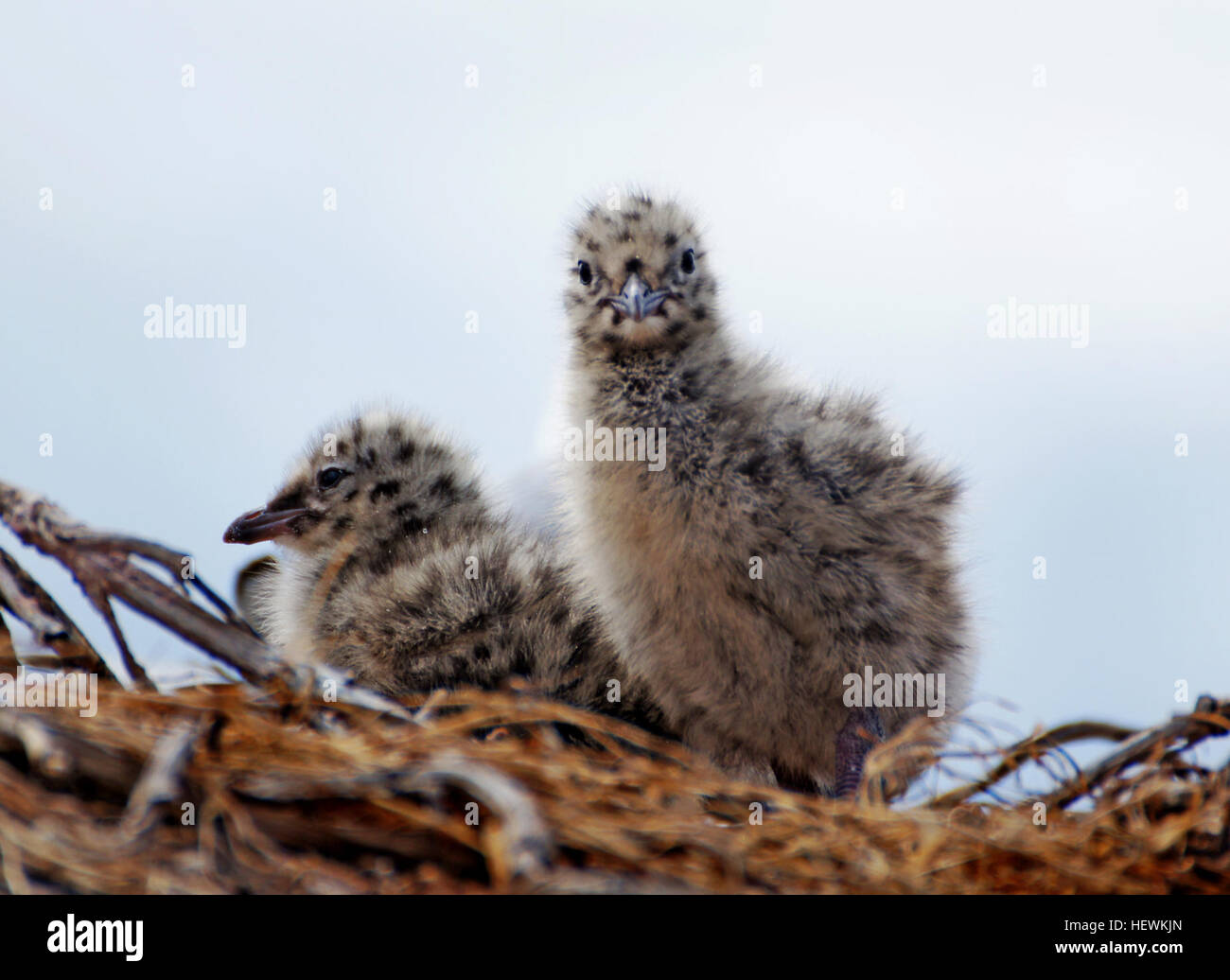 Chatham islands new zealand hi-res stock photography and images - Alamy