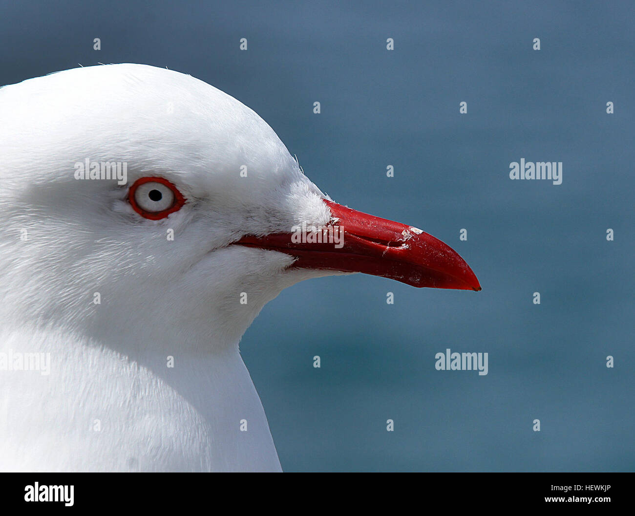 The red-billed gull is a common seabird in New Zealand, frequently seen ...