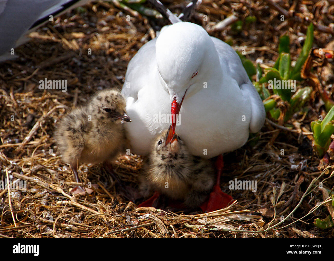 The Red-billed Gull, also known as the seagull, is a coastal bird ...