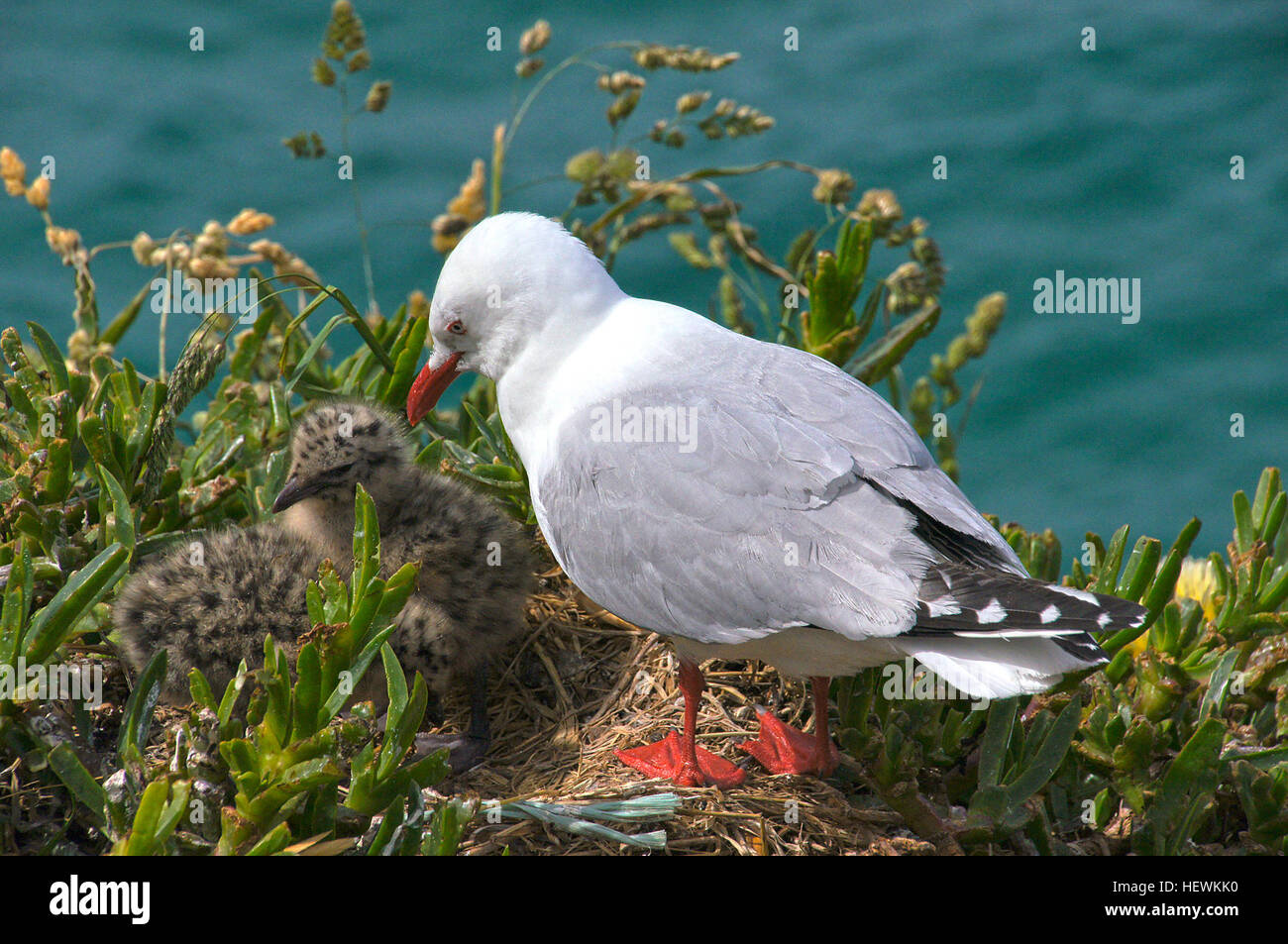 This photograph shows a Red-billed Gull nesting with its chicks in New ...