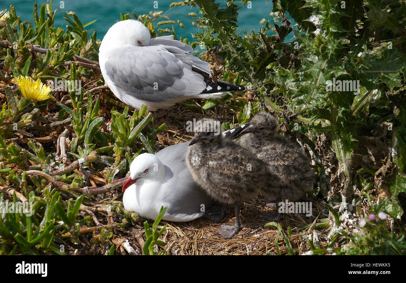 This photograph captures a nesting bird in New Zealand, with fluffy ...