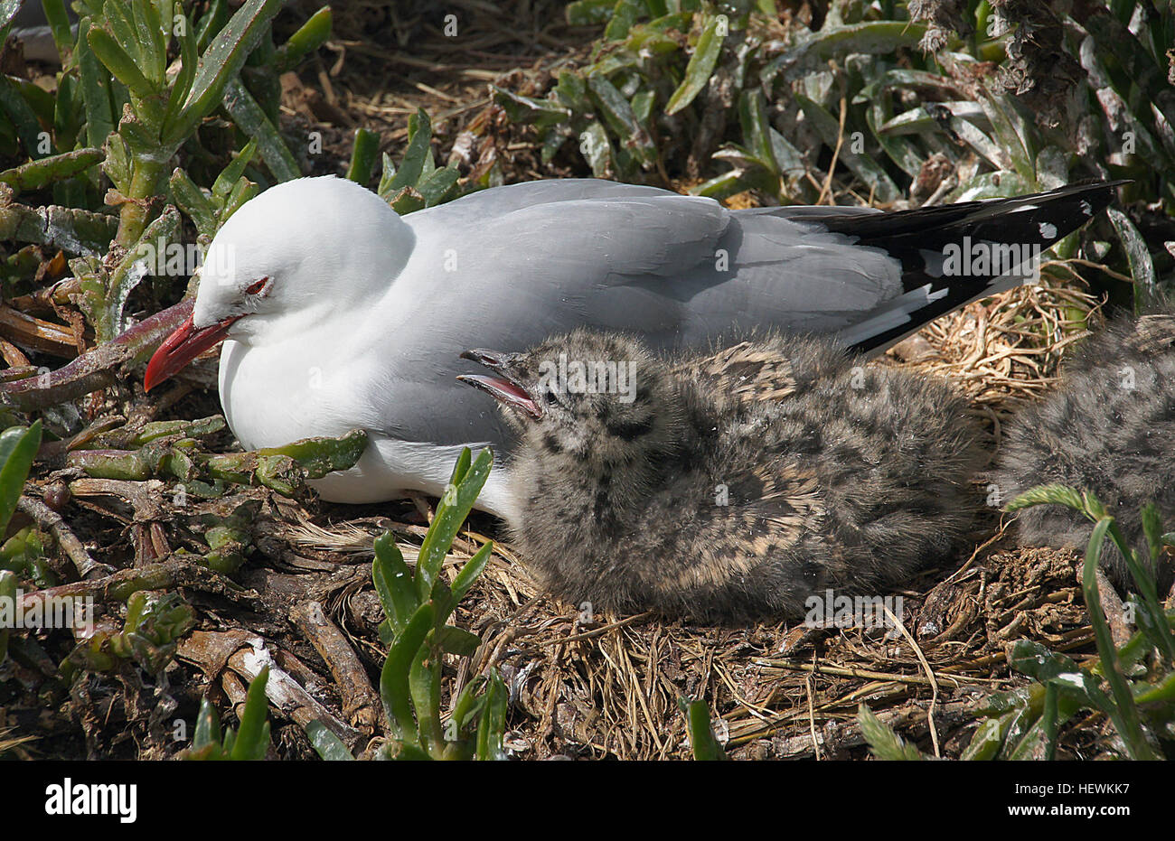 This photograph captures a Red Billed Gull nesting in New Zealand, with ...