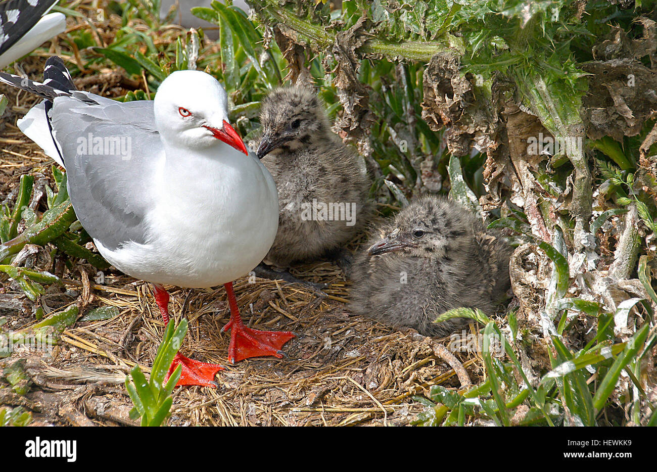 The red-billed gull, native to New Zealand, is found across the country ...