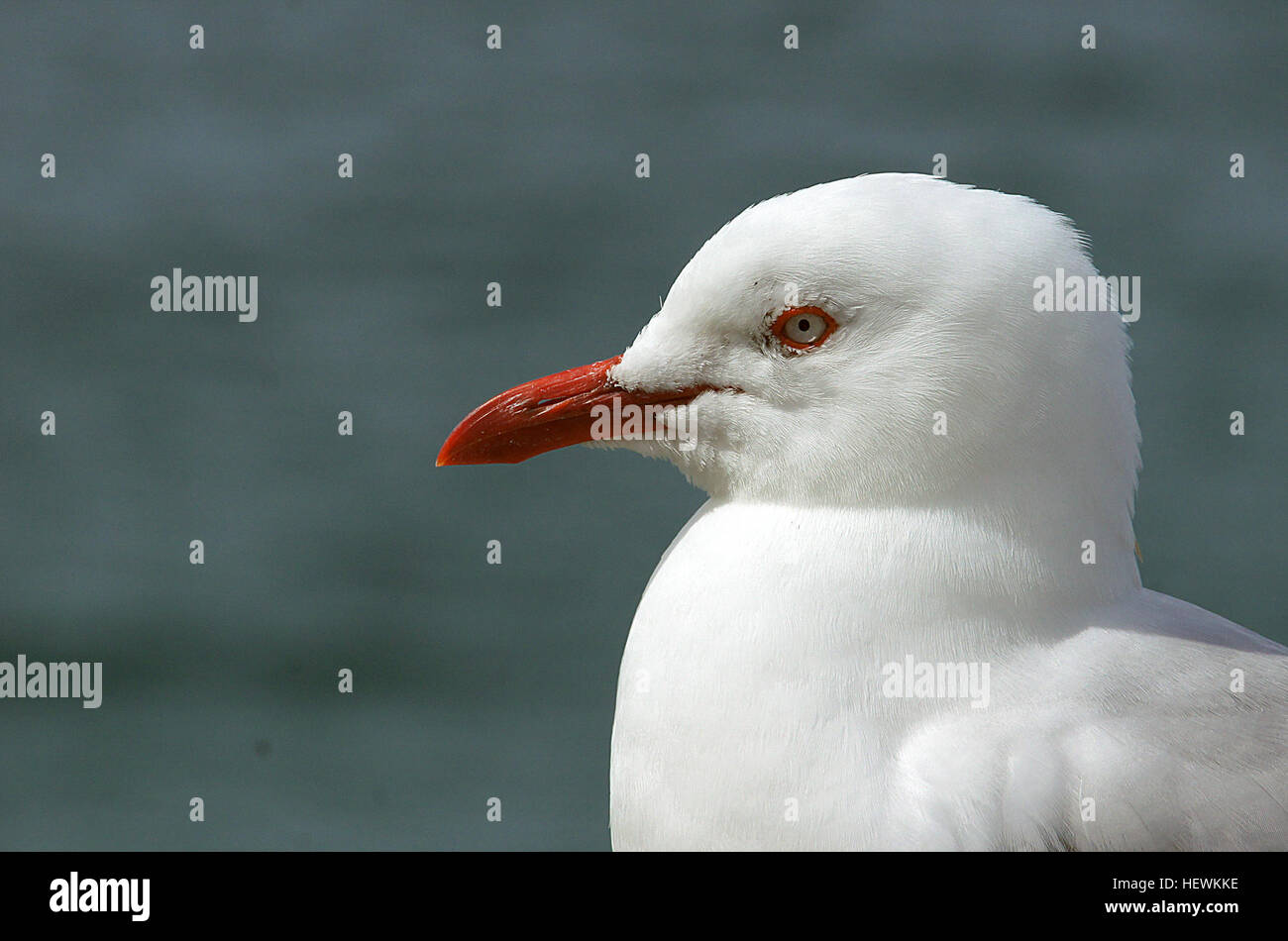 The red-billed gull, a common seabird in New Zealand, is seen mostly on ...