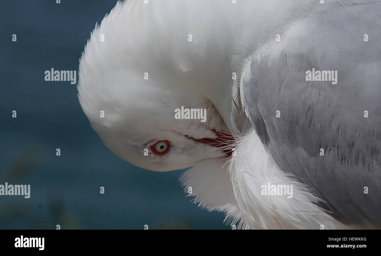 The red-billed gull (Chroicocephalus scopulinus) is a common seabird ...